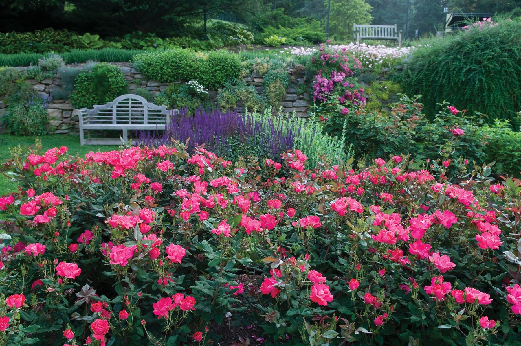 Knock Out® Roses – Spotswood Greenery