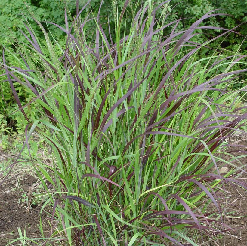 Grasses – Spotswood Greenery