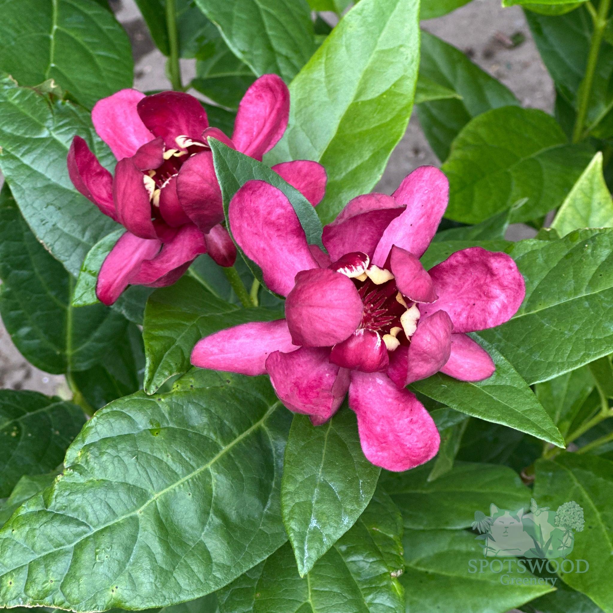 Aphrodite Sweetshrub – Spotswood Greenery
