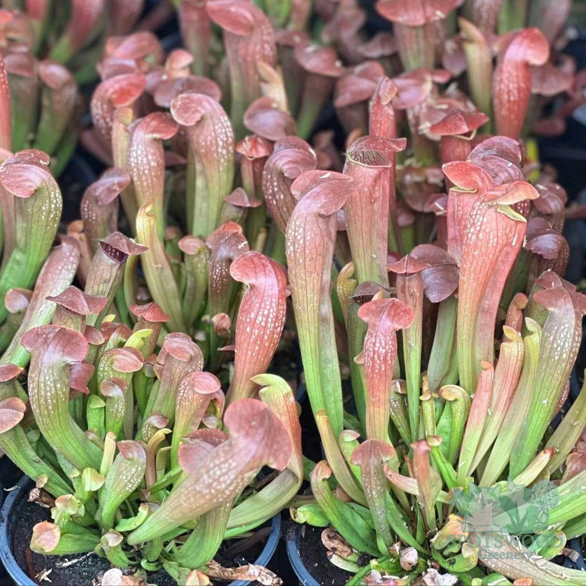 Bug Bat Pitcher Plant – Spotswood Greenery