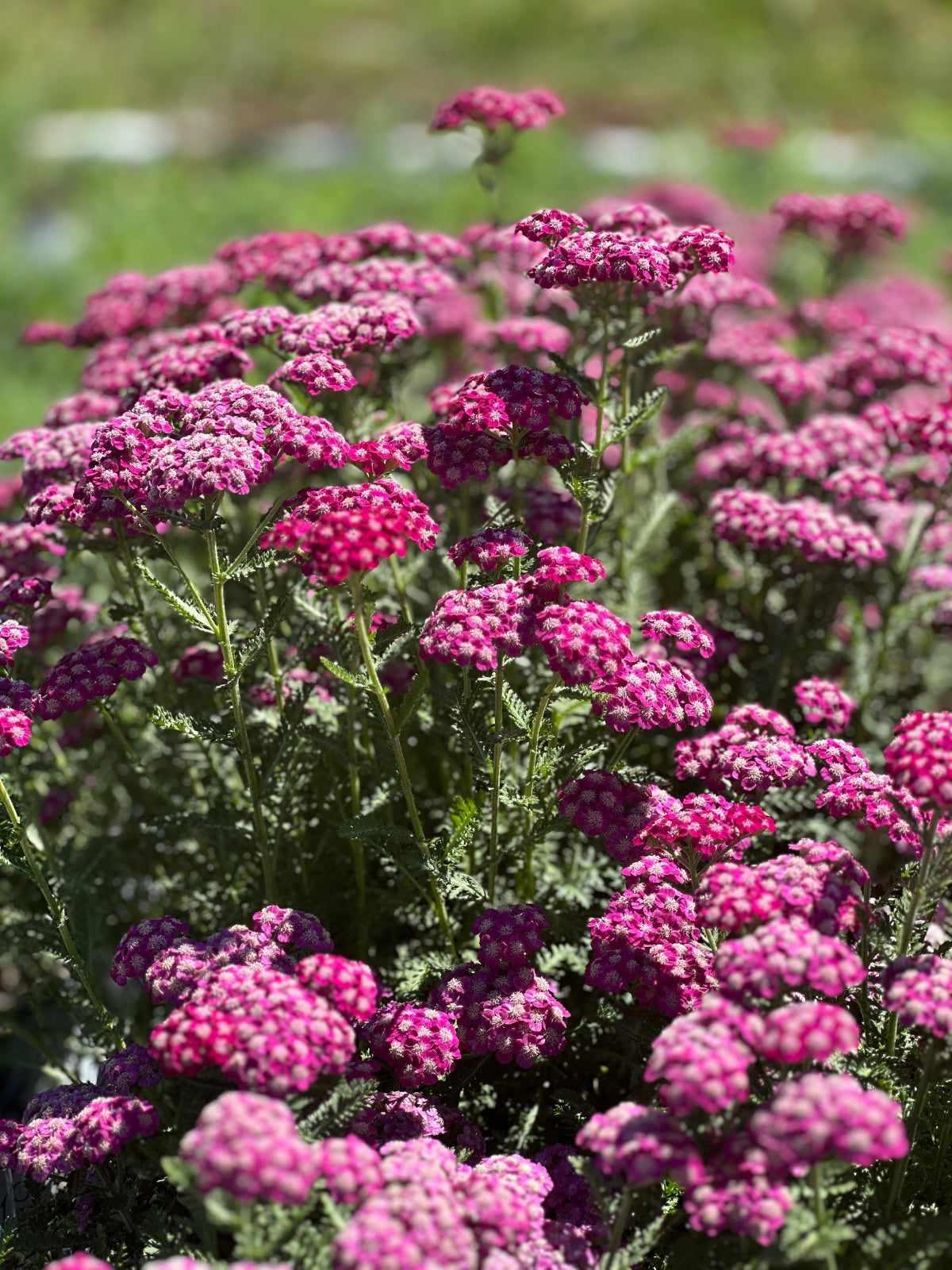 Proven Winners® Firefly Fuchsia Yarrow – Spotswood Greenery