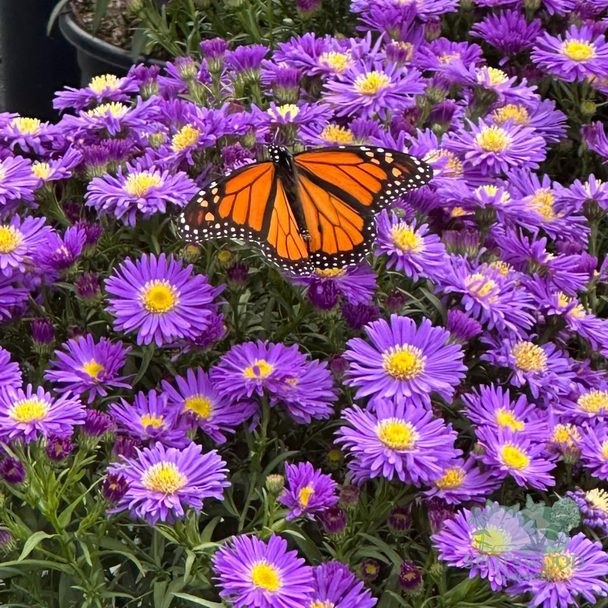 Kickin® Purple Aster – Spotswood Greenery