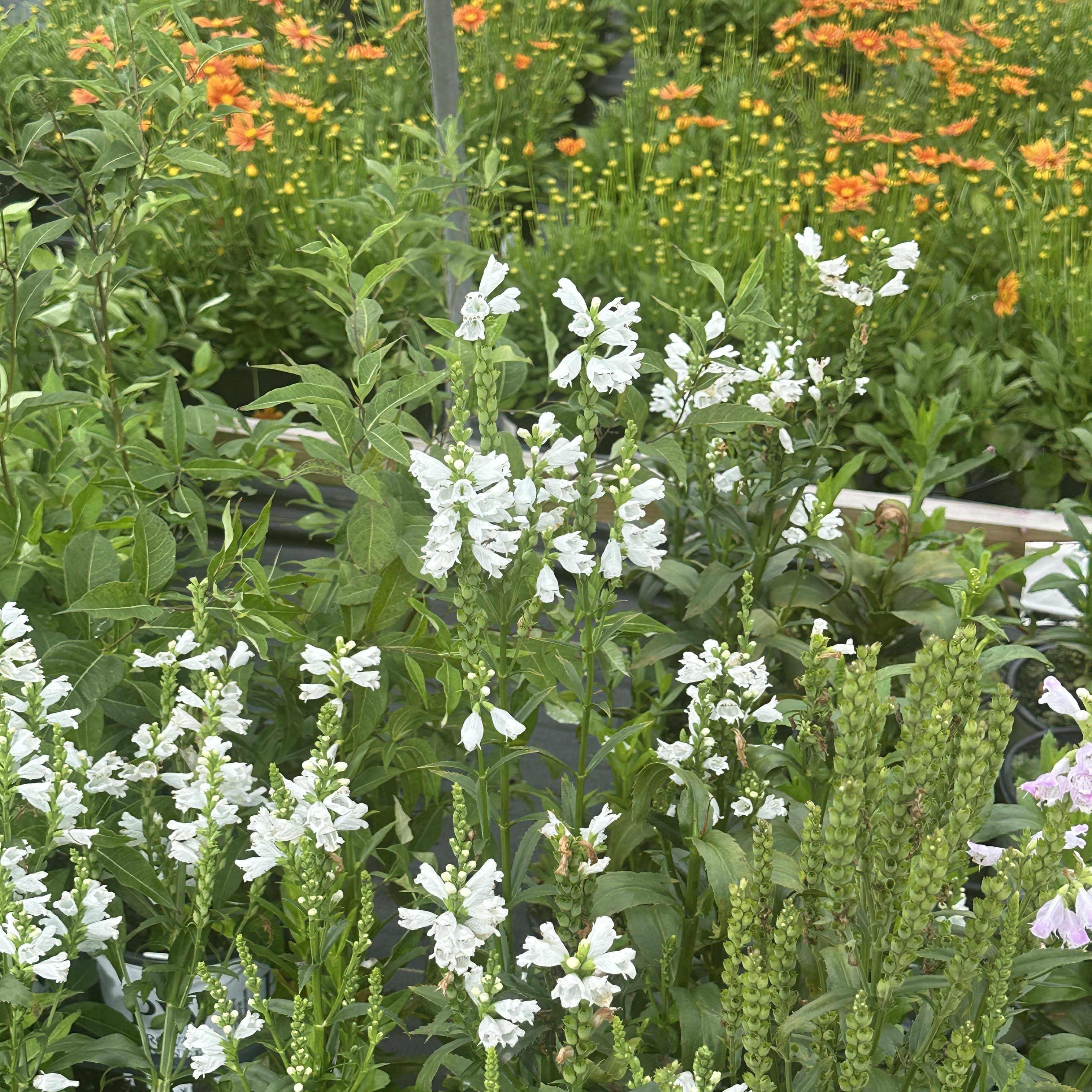 Miss Manners Obedient Plant – Spotswood Greenery