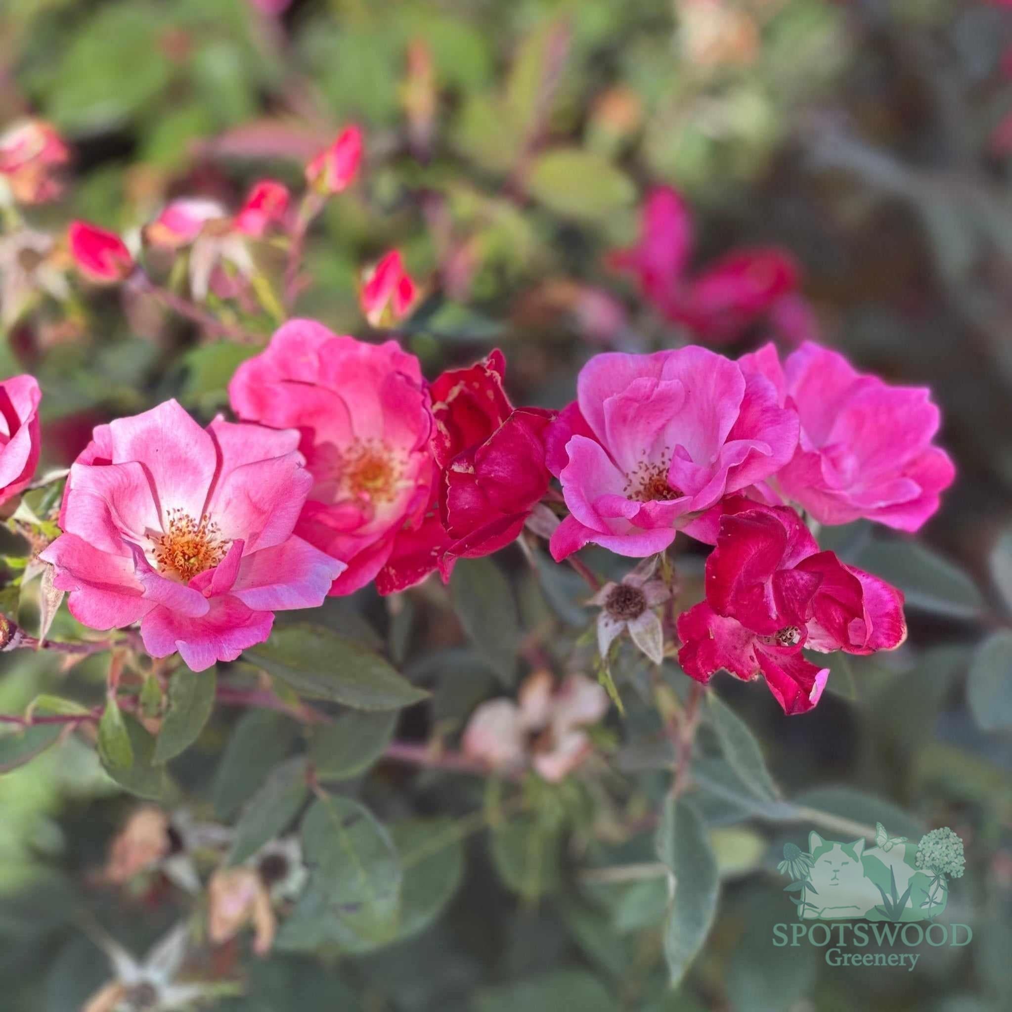 Pink Knock Out® Rose – Spotswood Greenery