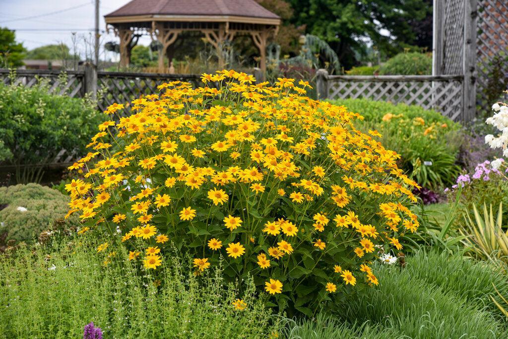 Tuscan Sun False Sunflower – Spotswood Greenery