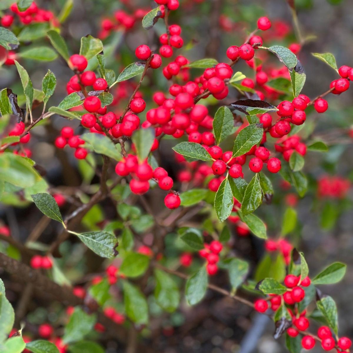Red Sprite Winterberry – Spotswood Greenery